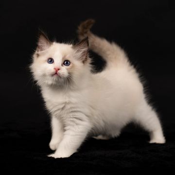 Available Kitten Details | Aberlady Ragdolls