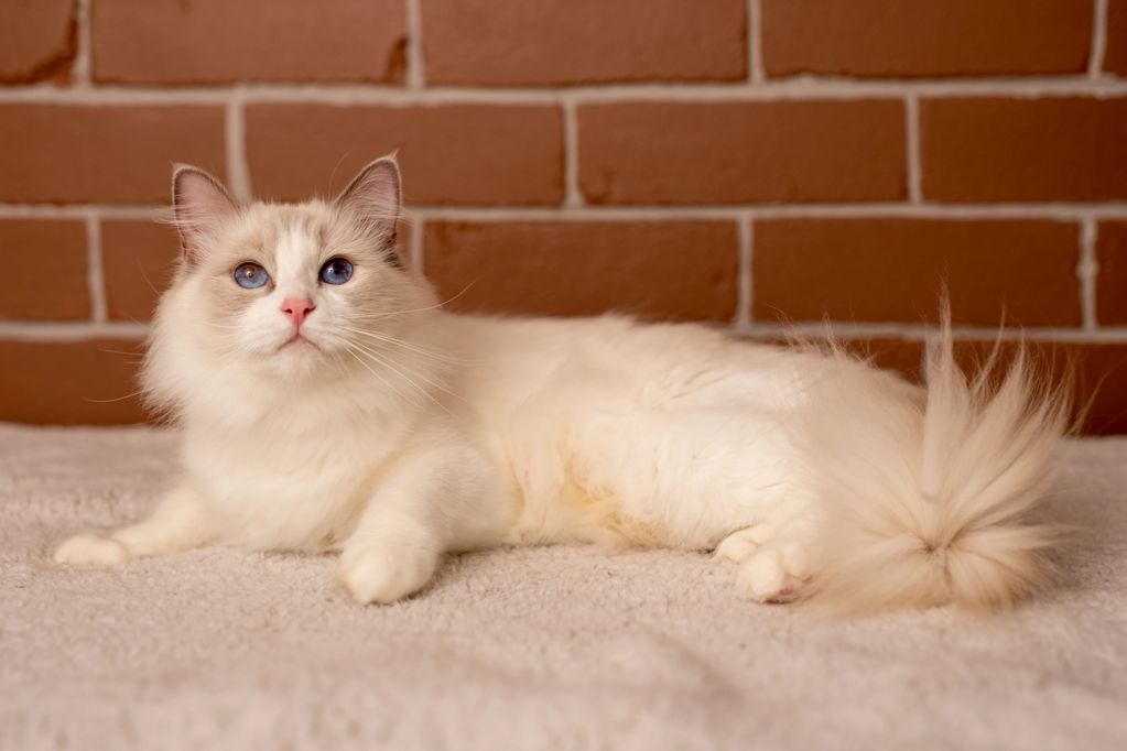 Queens | Aberlady Ragdolls