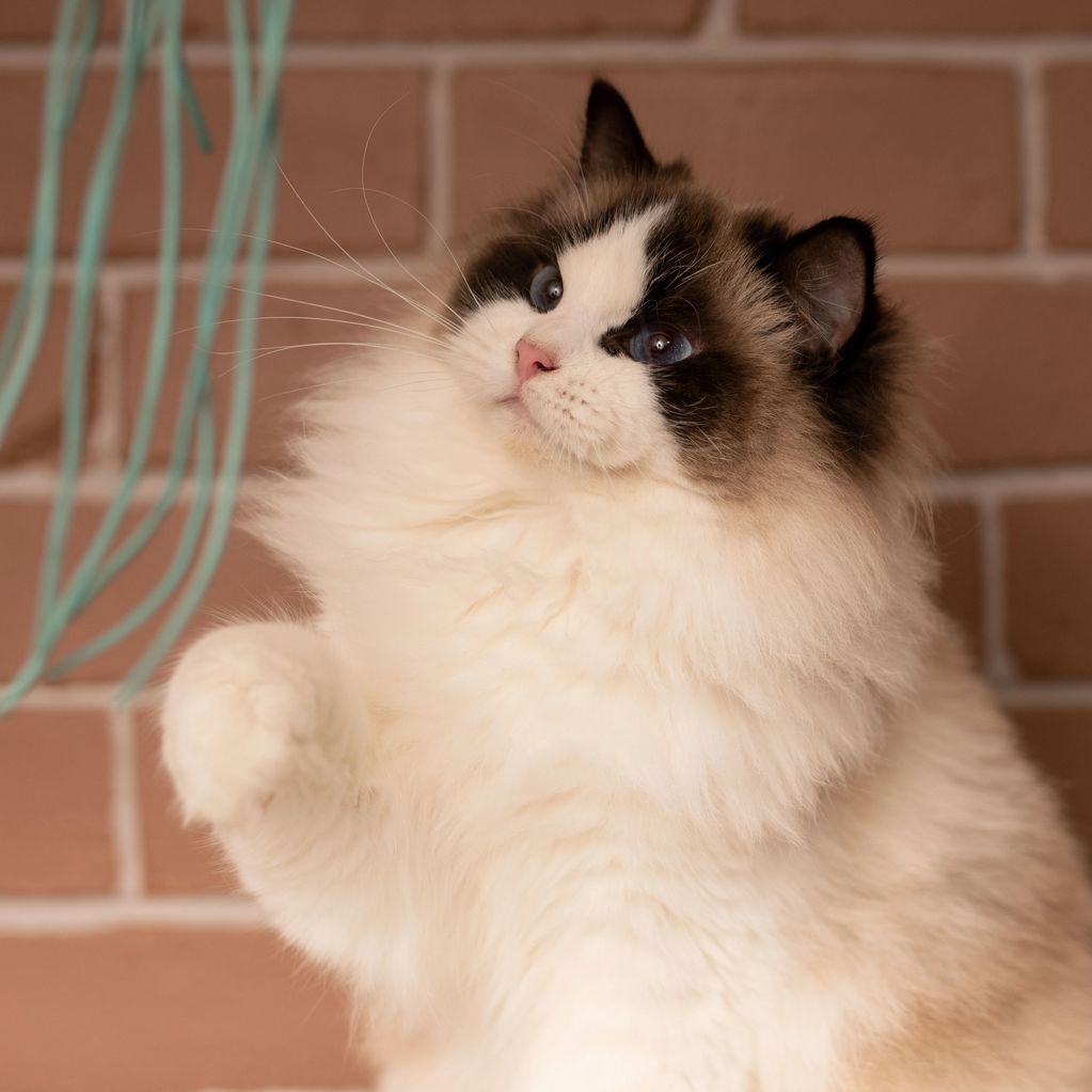 Queens | Aberlady Ragdolls