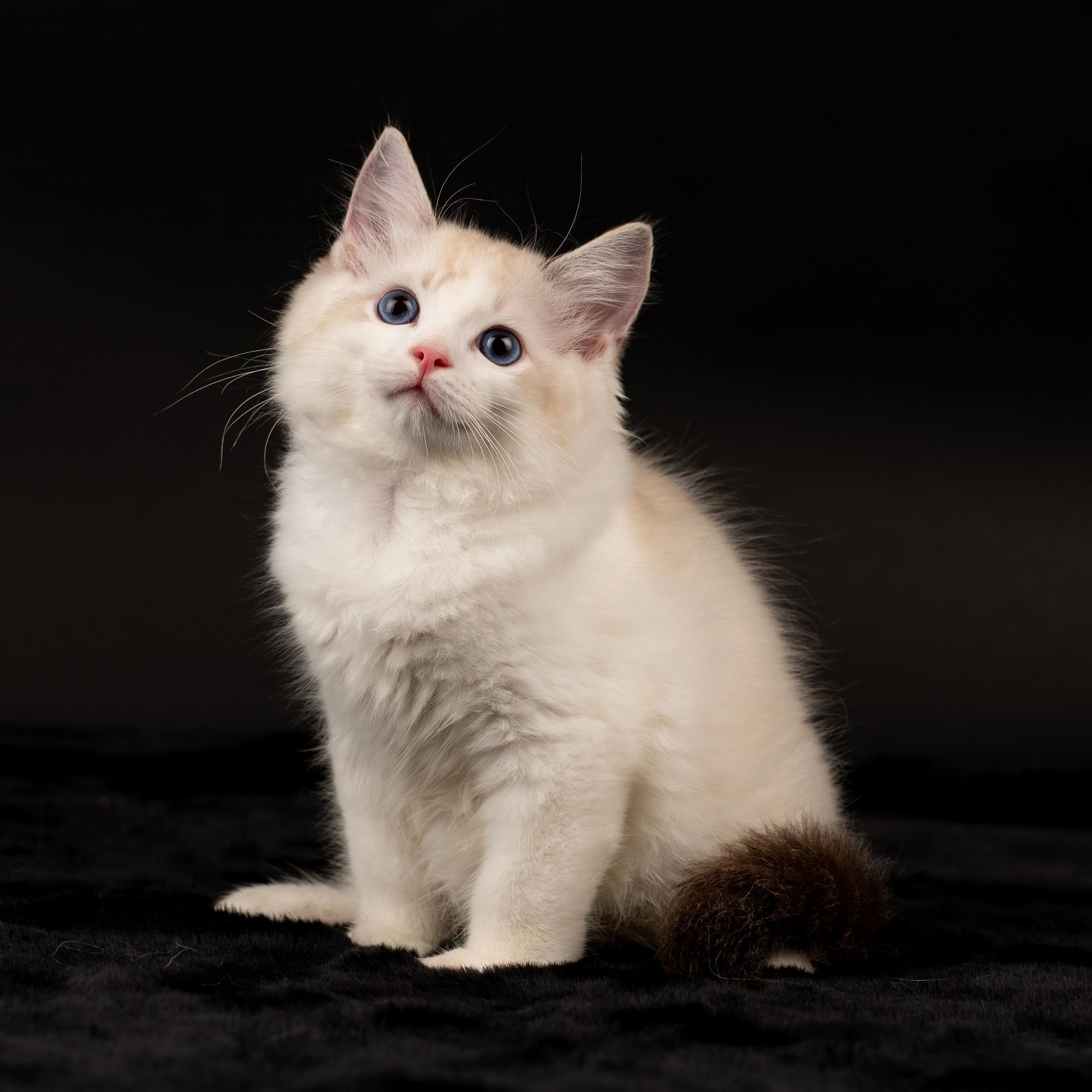 Seal Tabby Bicolour Boy