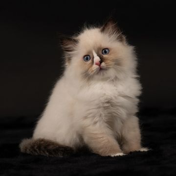 Available Kitten Details | Aberlady Ragdolls
