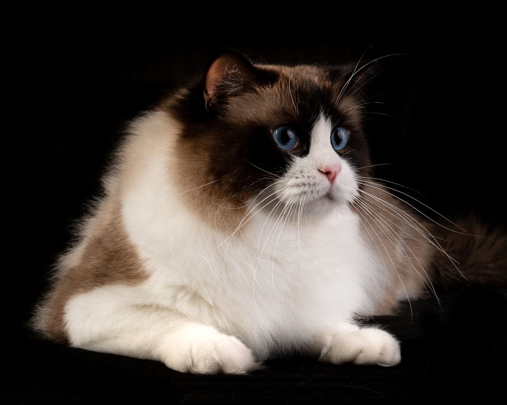 Kings | Aberlady Ragdolls