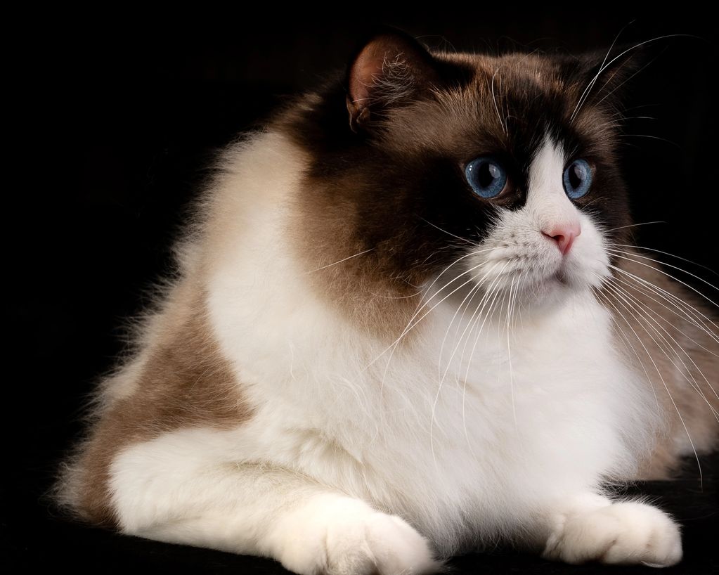 Kings | Aberlady Ragdolls