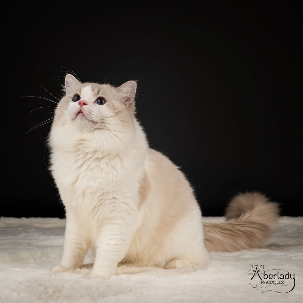 Kings | Aberlady Ragdolls