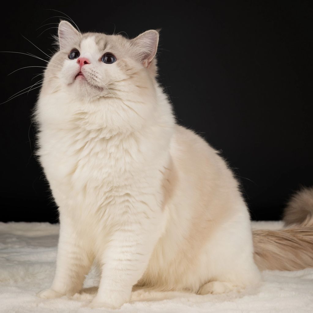 Kings | Aberlady Ragdolls