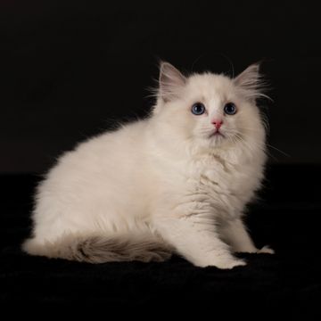 Available Kitten Details | Aberlady Ragdolls