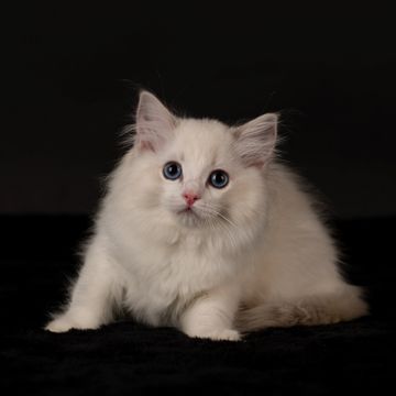 Available Kitten Details | Aberlady Ragdolls