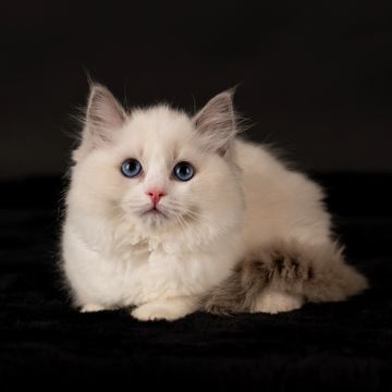 Available Kitten Details | Aberlady Ragdolls