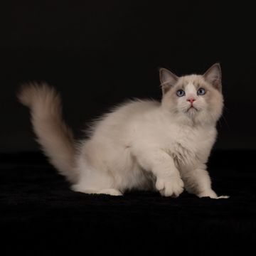 Available Kitten Details | Aberlady Ragdolls