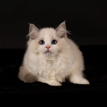 Available Kitten Details | Aberlady Ragdolls
