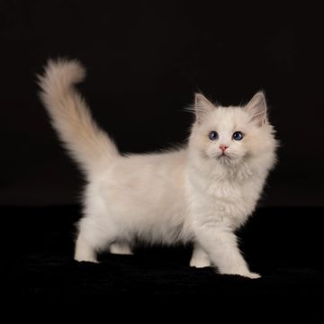 Available Kitten Details | Aberlady Ragdolls