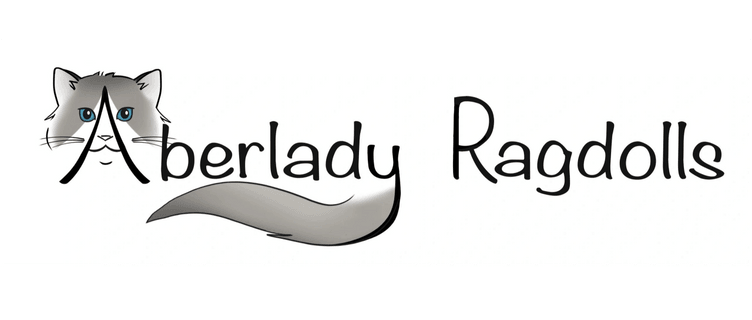 Ragdoll Kittens in Sydney - Aberlady Ragdolls