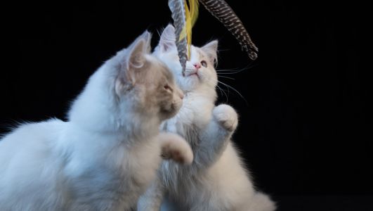Ragdoll Kittens in Sydney - Aberlady Ragdolls