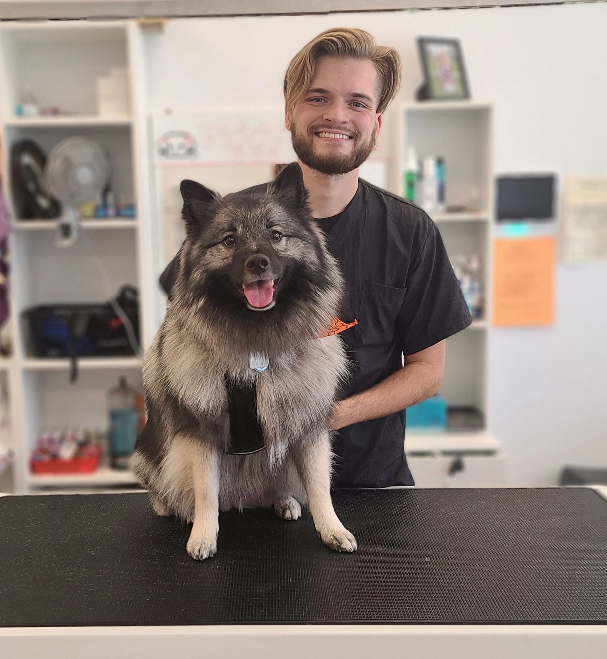 What Happened To Mini Ladds Dog