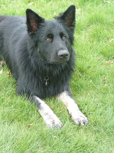 Dog Training and Dog Walking - Island Canines