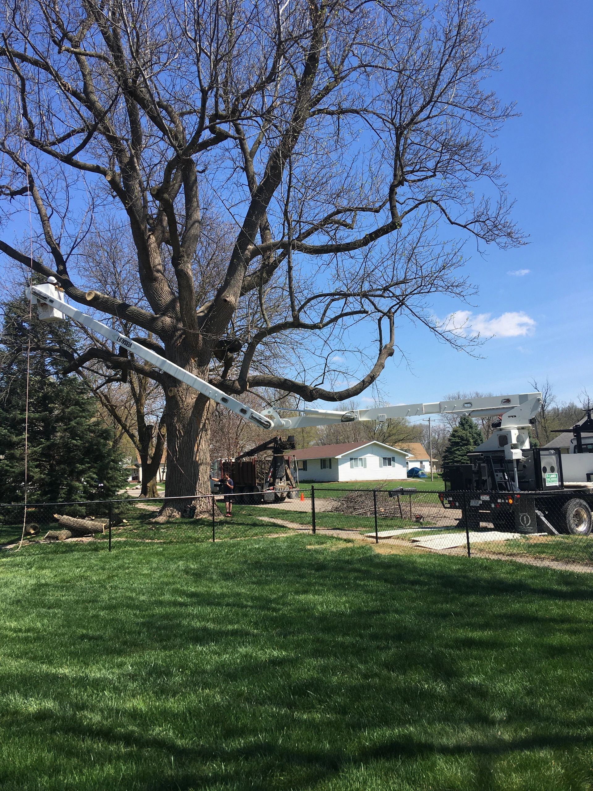 Emerald Ash Borer info