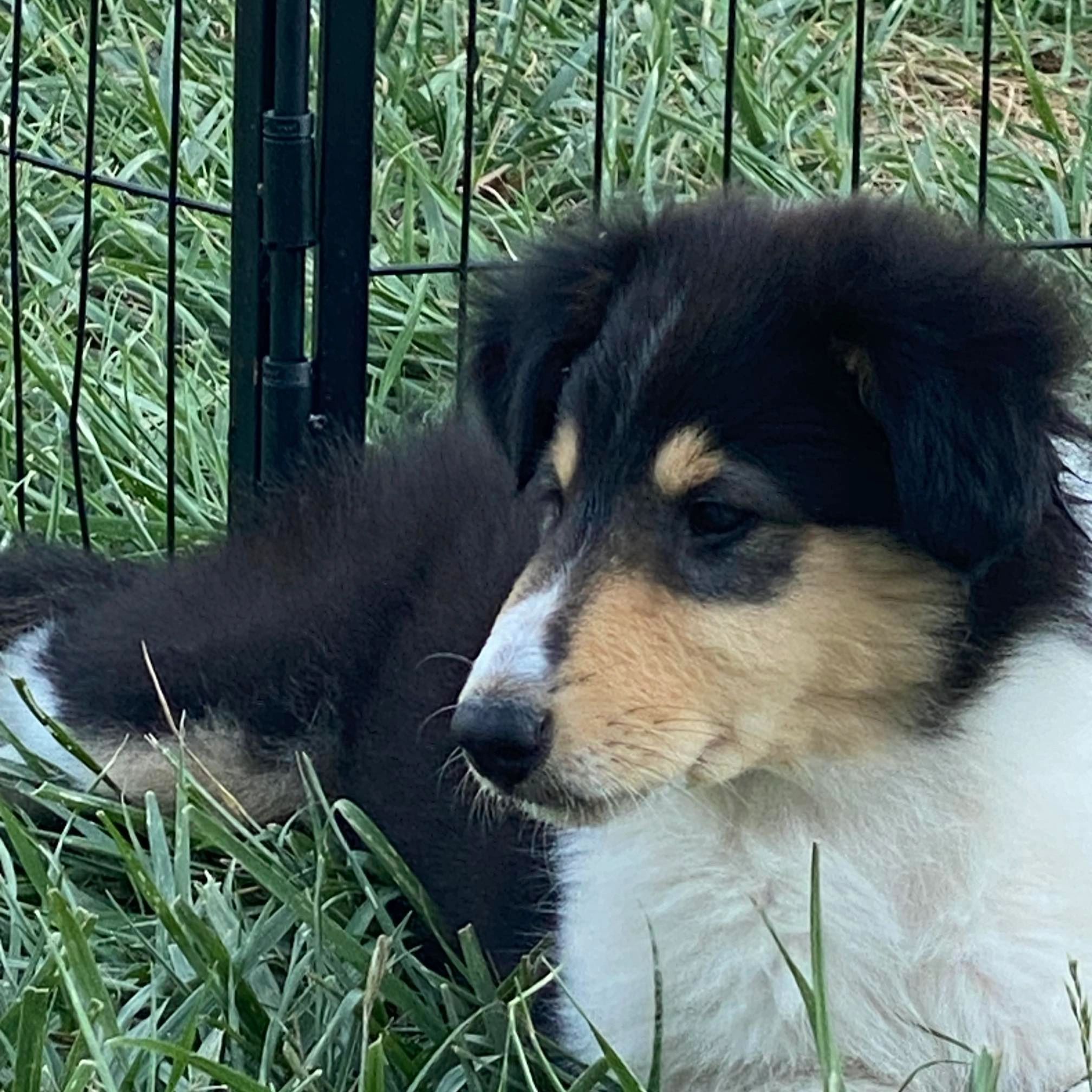 Home | Kansas Collies - Collie puppies for sale