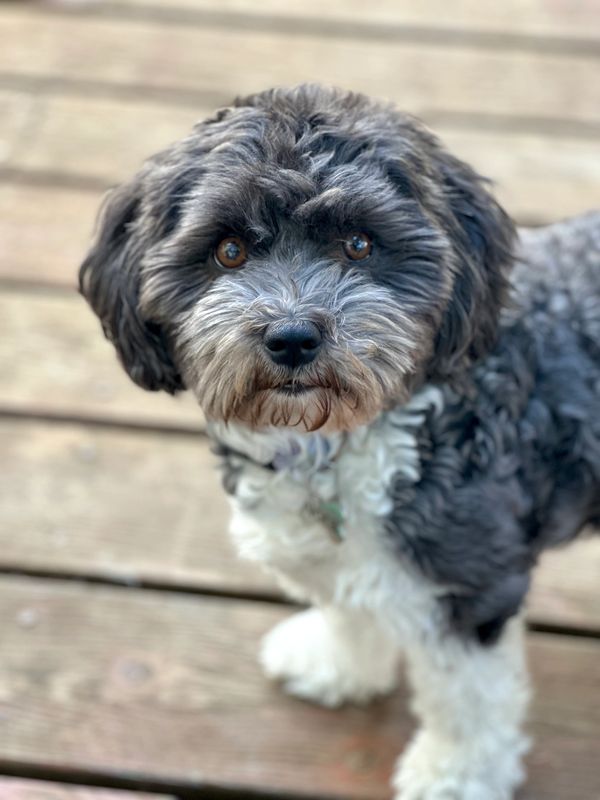 PNW Havanese