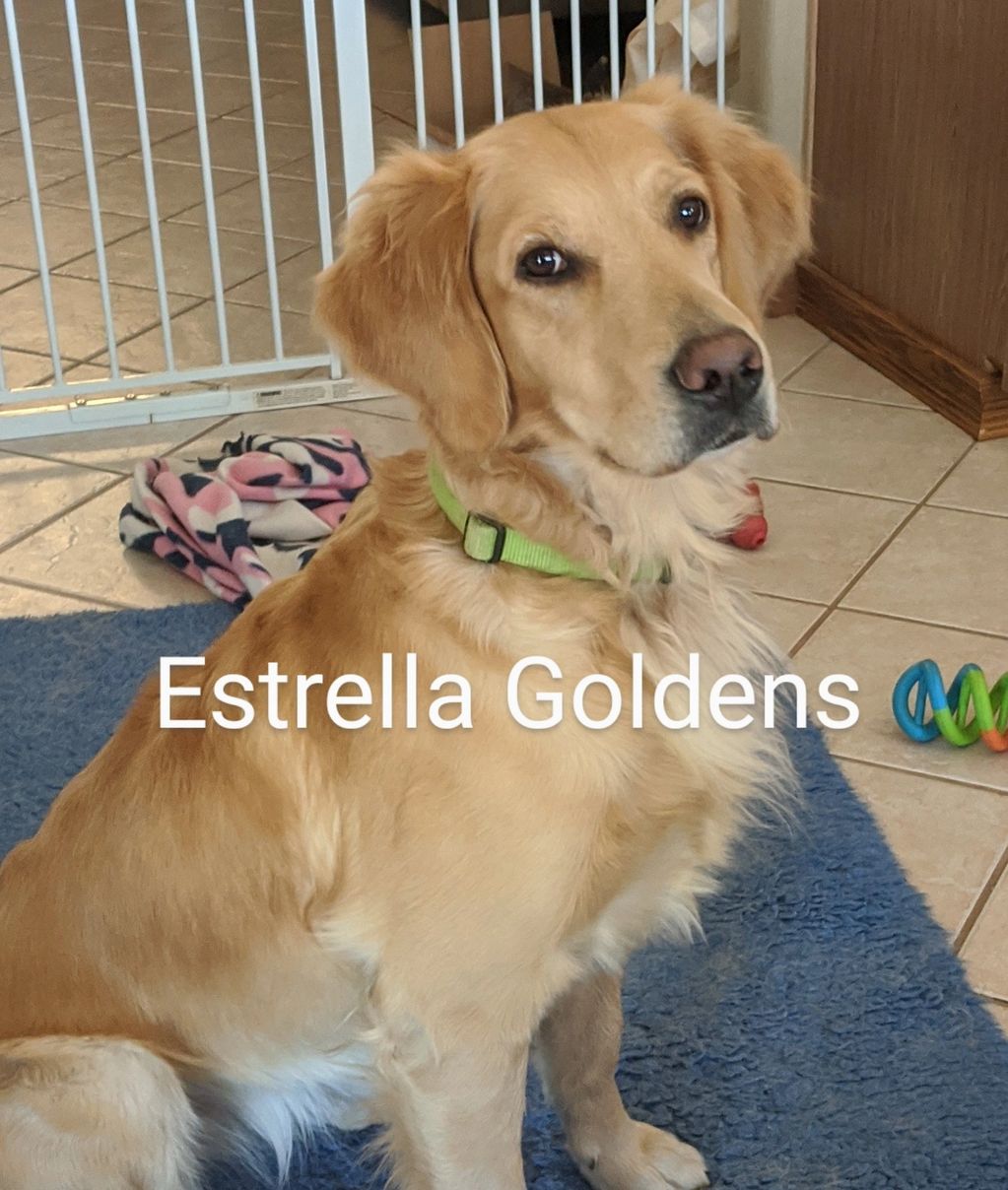 AKC Purebred Golden Retriever puppies for sale - Golden Retriever Breeder in Goodyear Arizona ...