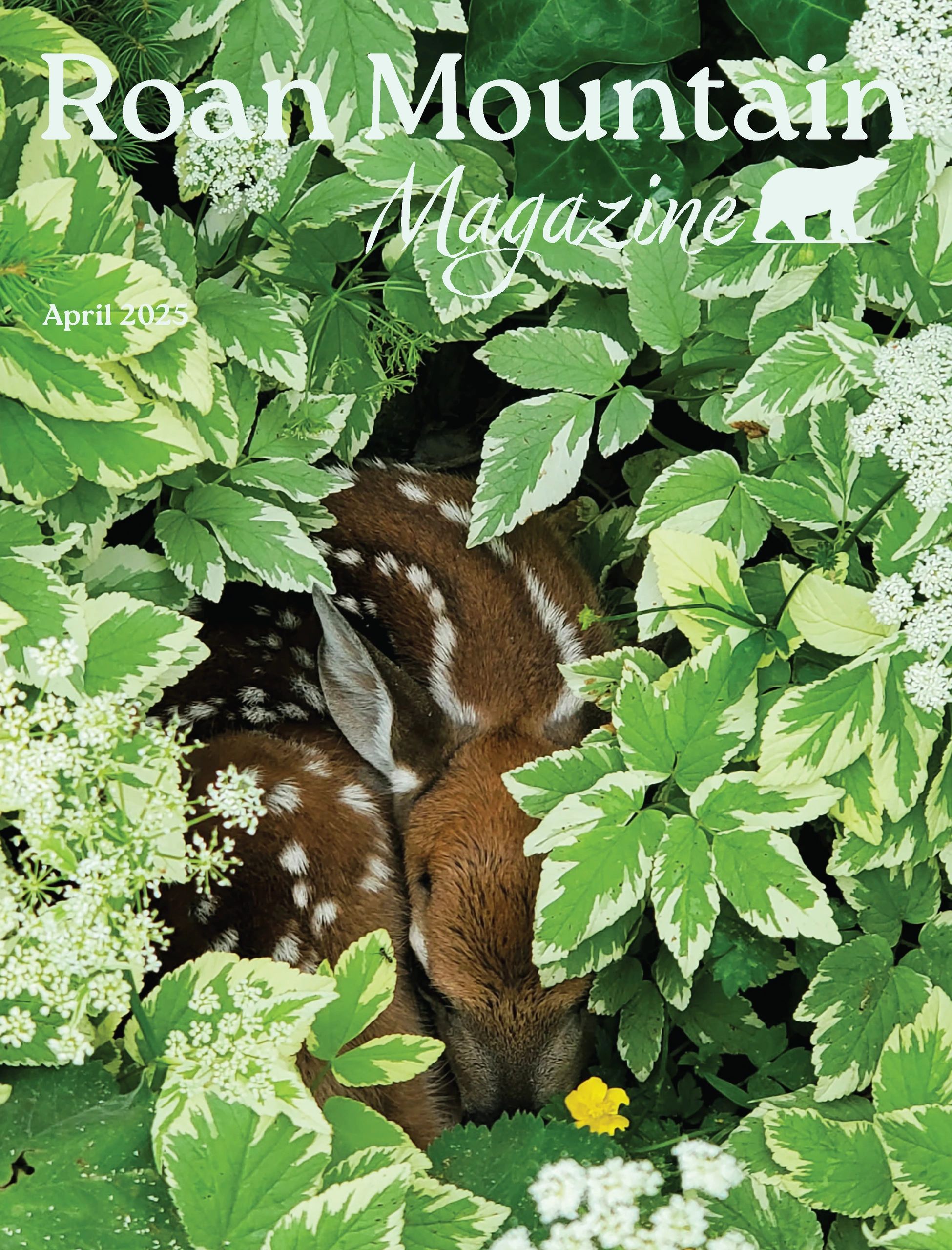 Roan Mountain Magazine