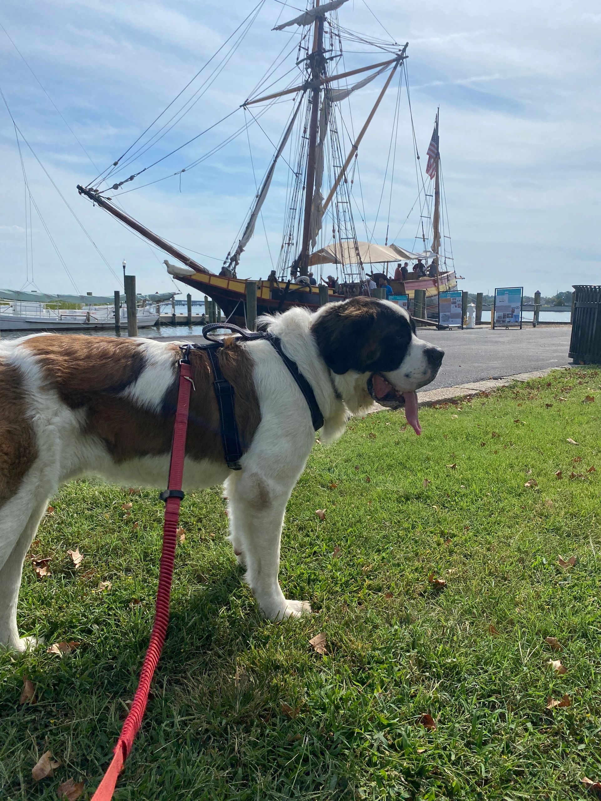 Explore our top-quality dog gear for your adventurous companion