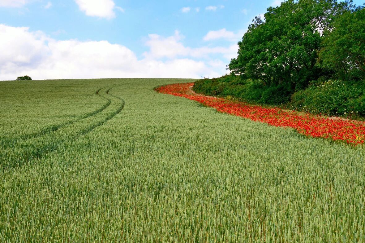 DEFRA back down over SFI closure