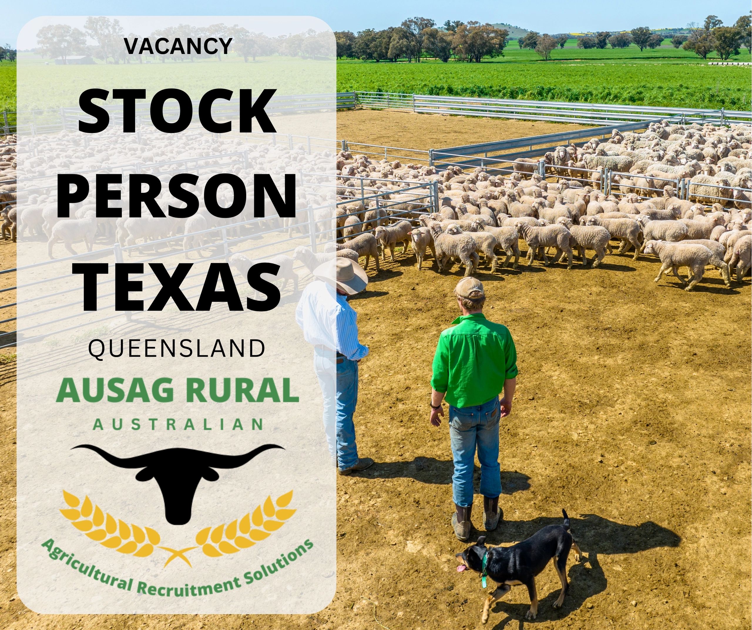Stock Person, TEXAS QLD
