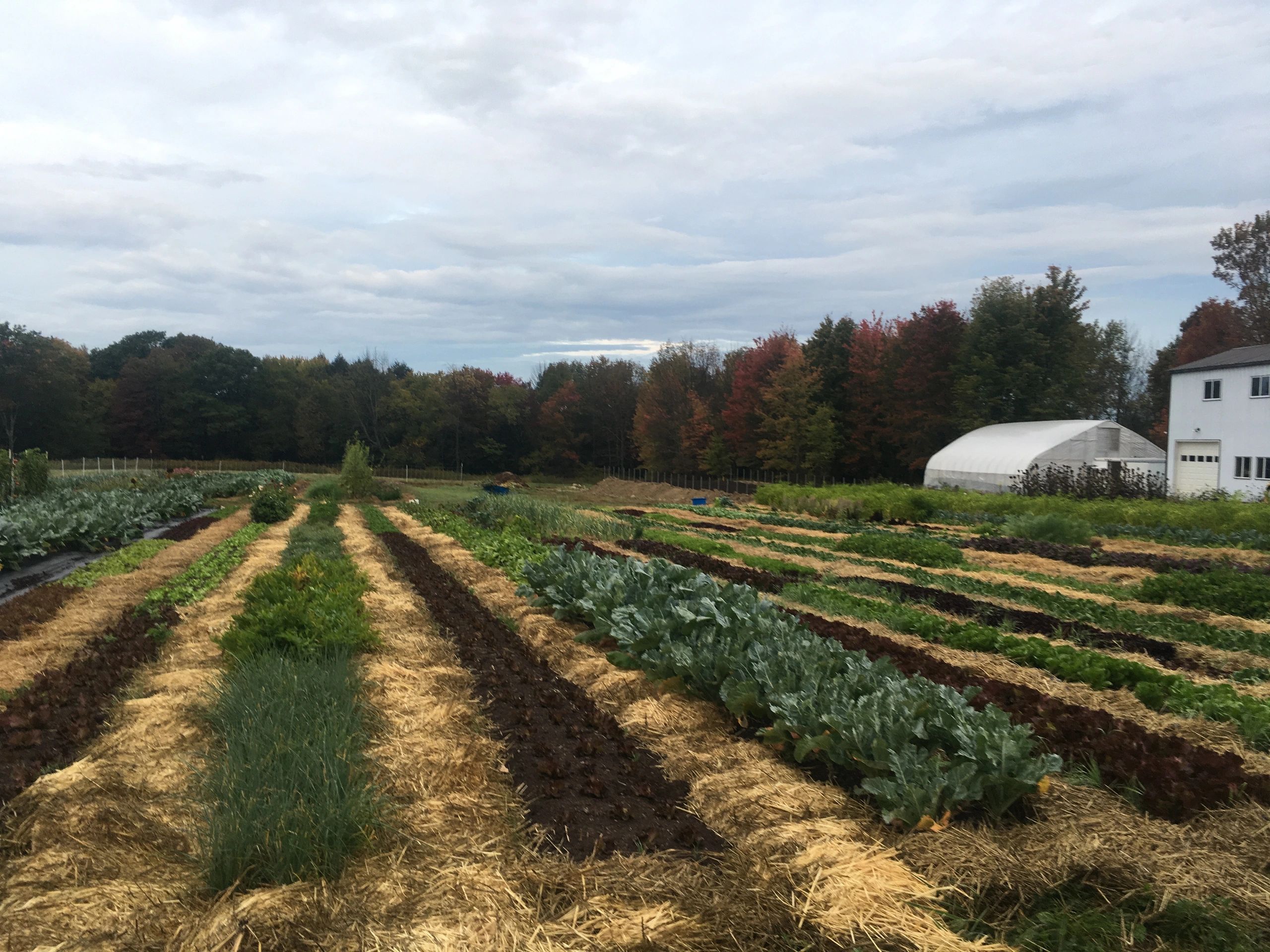 No-till Farming | Lovin' Mama Farm