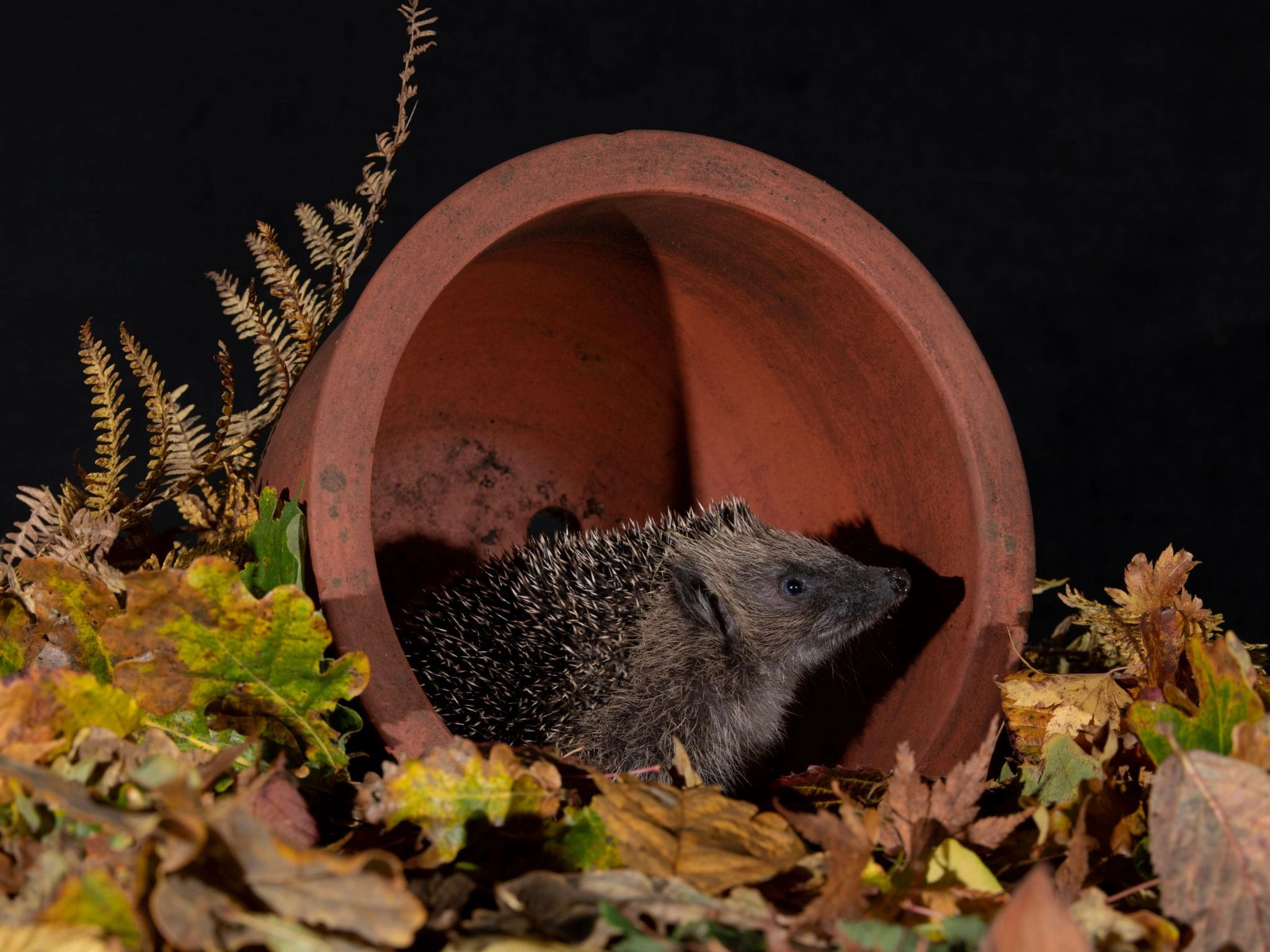 Hedgehog Conservation 101: How You Can Make a Difference