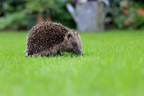 Meet the Hedgehog: A Closer Look at Our Prickly Pals