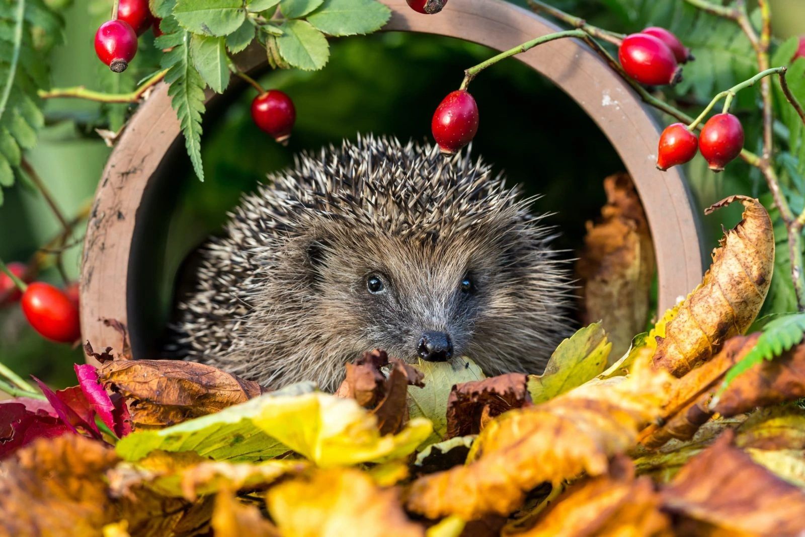 Joining the Hedgehog Conservation Movement: How You Can Support