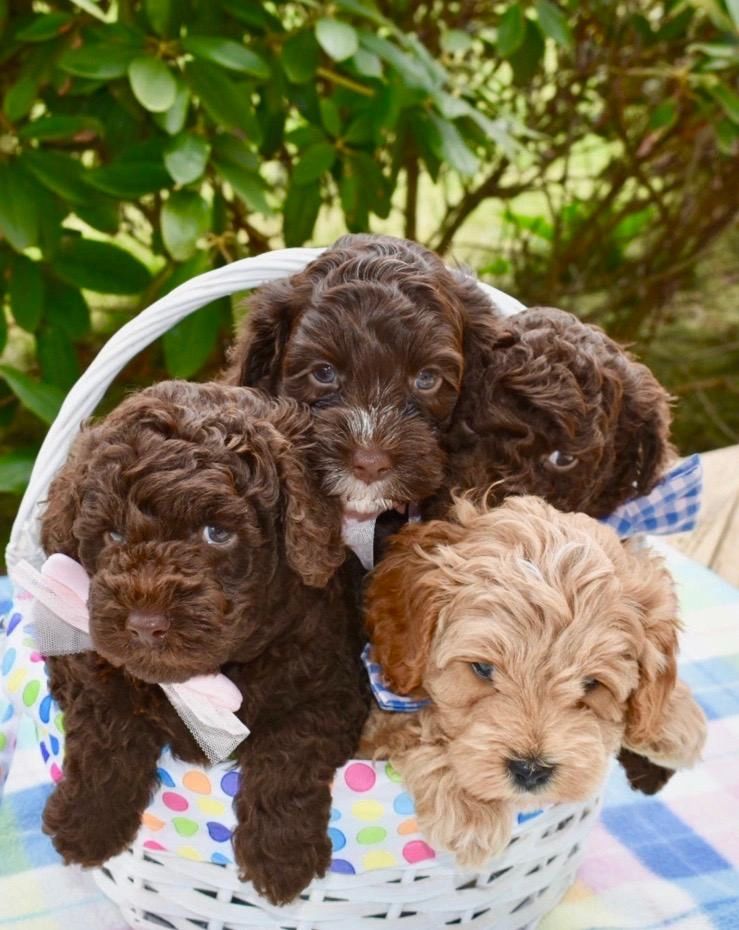 Paws For All Labradoodles