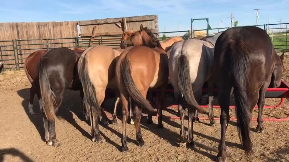 Ranch Horses