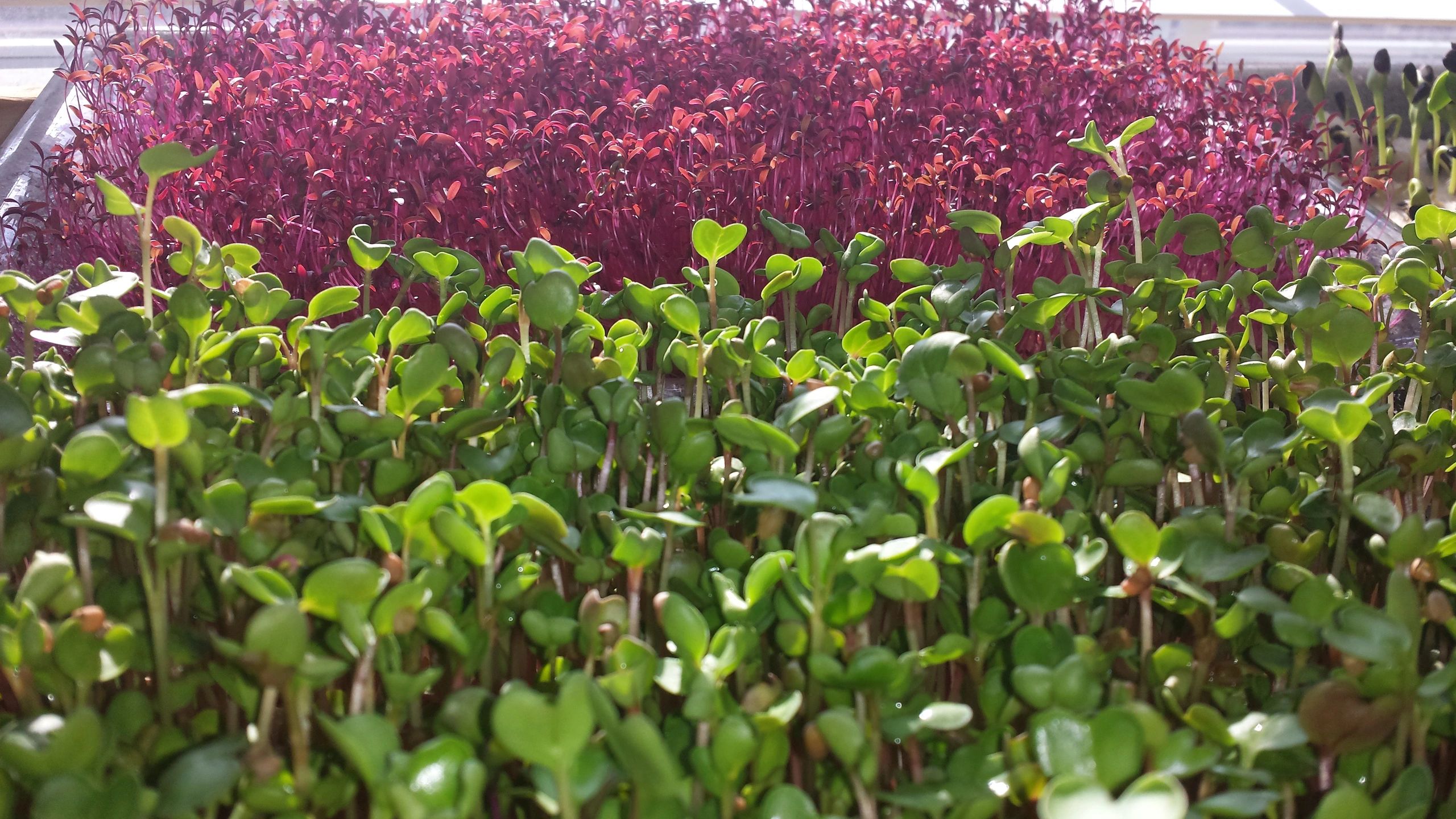 FreshWater Farms LLC