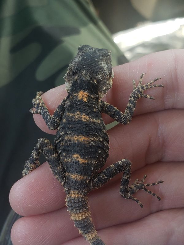 Painted Agama(s) & Care