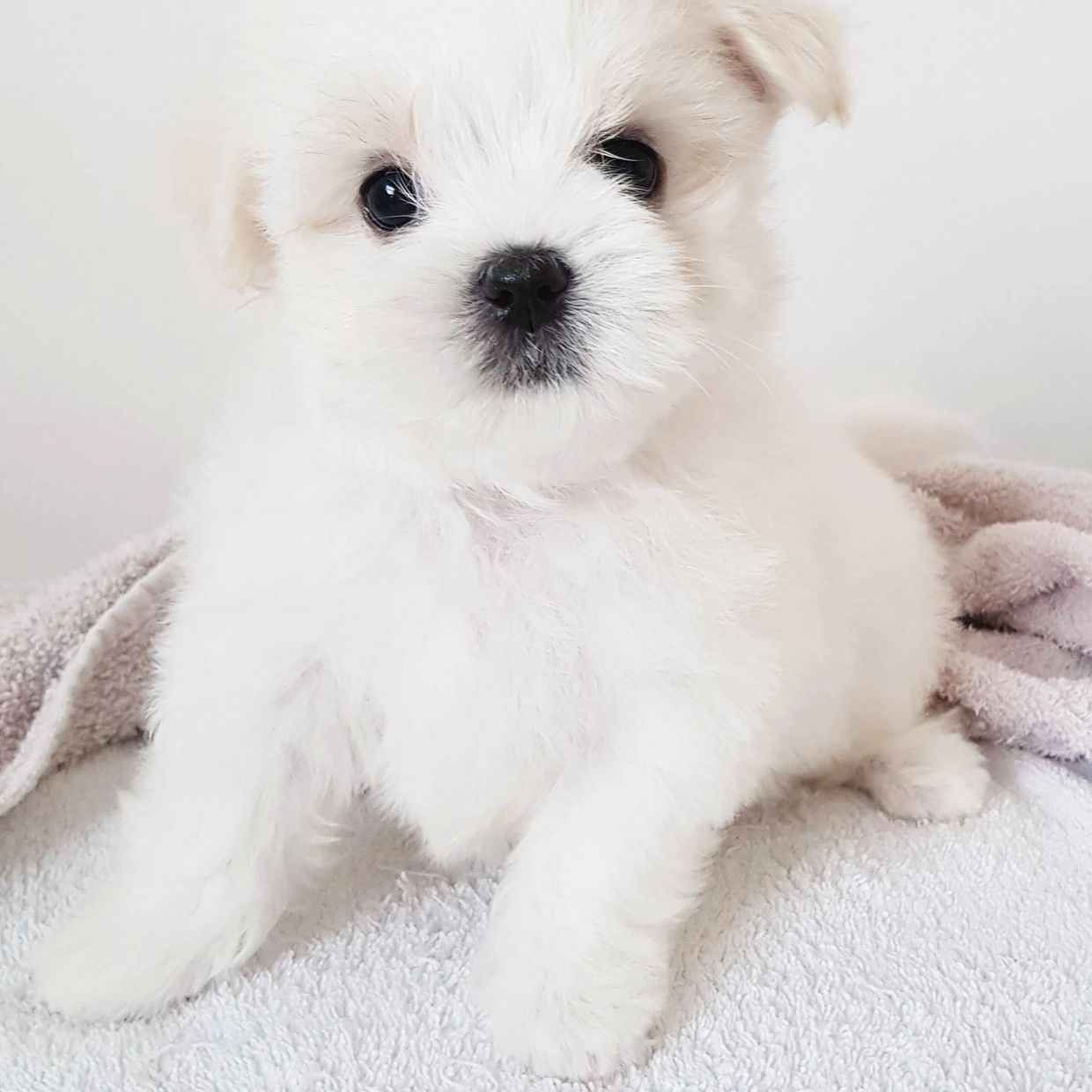 White Maltese Dog 11 Cutest Maltese Mixes You'll Want To Take Home