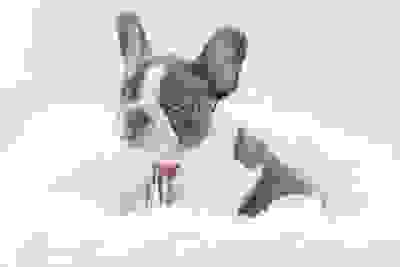 FRENCHIE FACTS | French Bulldog