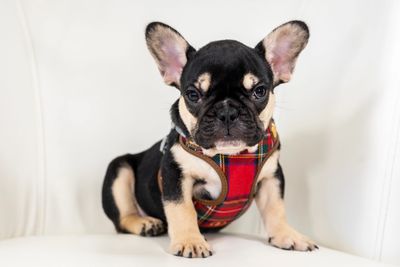French Bulldog | French Bulldog