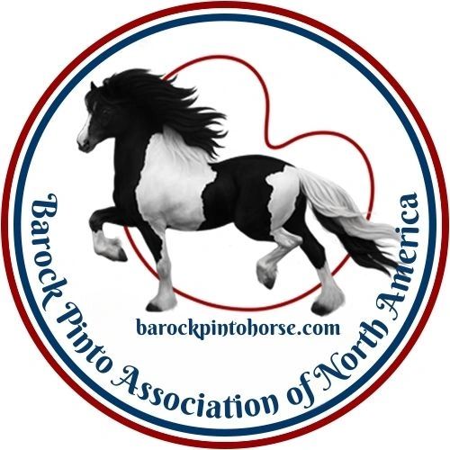 Discover the Elegance of Barock Pinto Horses