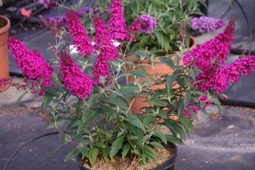 Vivaces | Les Serres Clermont Inc