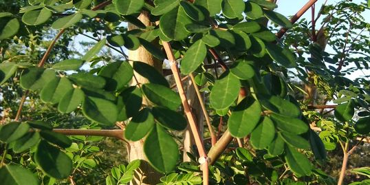 Moringa Trees | Moringa Tree of Life