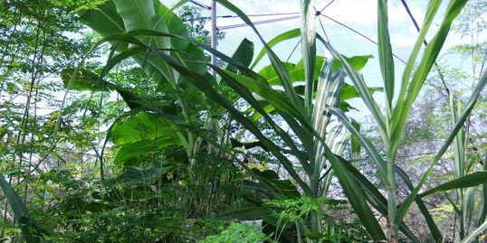 Moringa Trees | Moringa Tree of Life