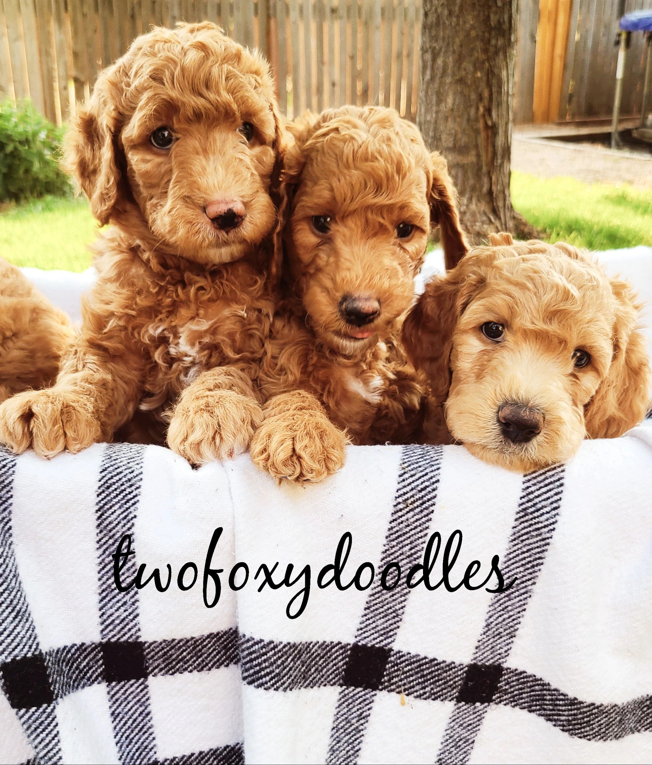 Two Foxy Doodles - Goldendoodles, Puppies, Breeder