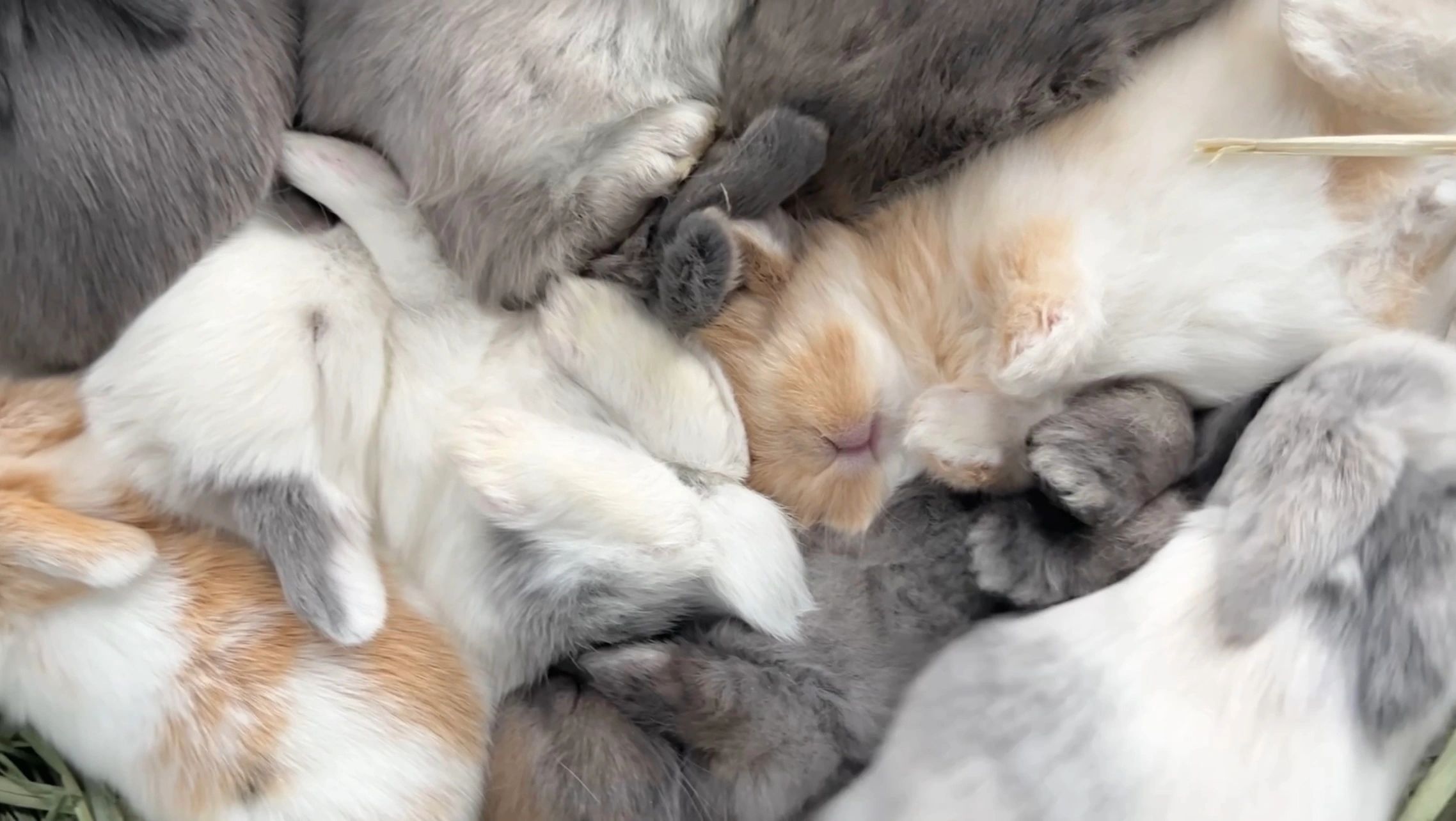 Find Adorable Bunnies Near Me at Sweet Rose Rabbitry