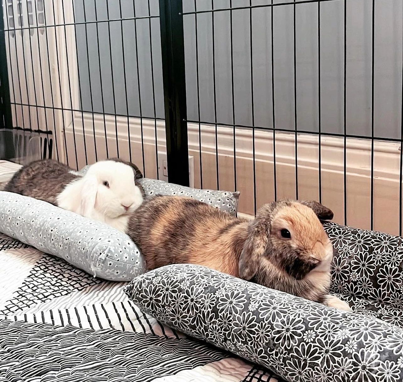 Rabbit Bonding 101: Tips and Techniques