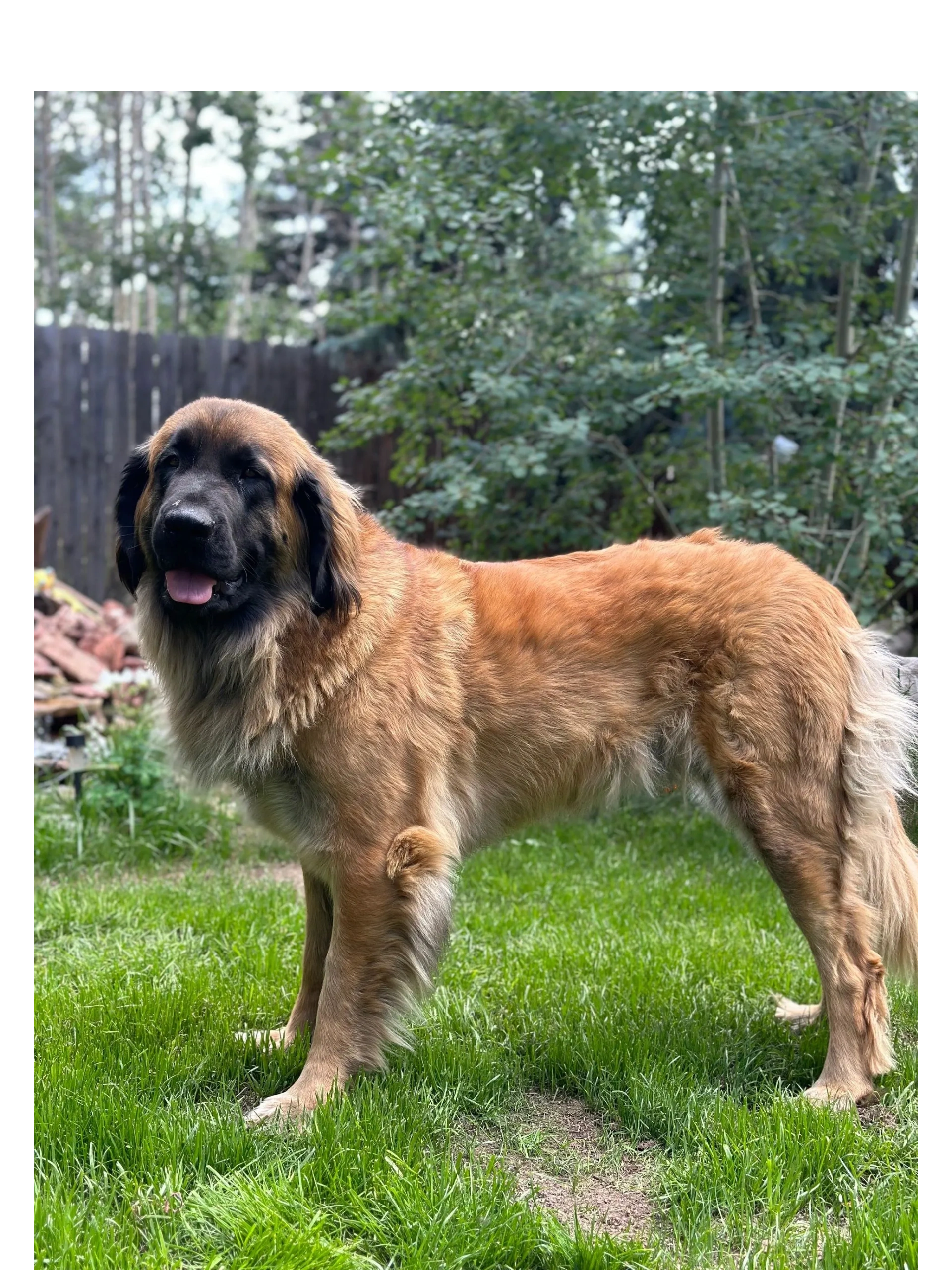 Pictures Of Leonberger Dogs - Raven Hill Leonbergers