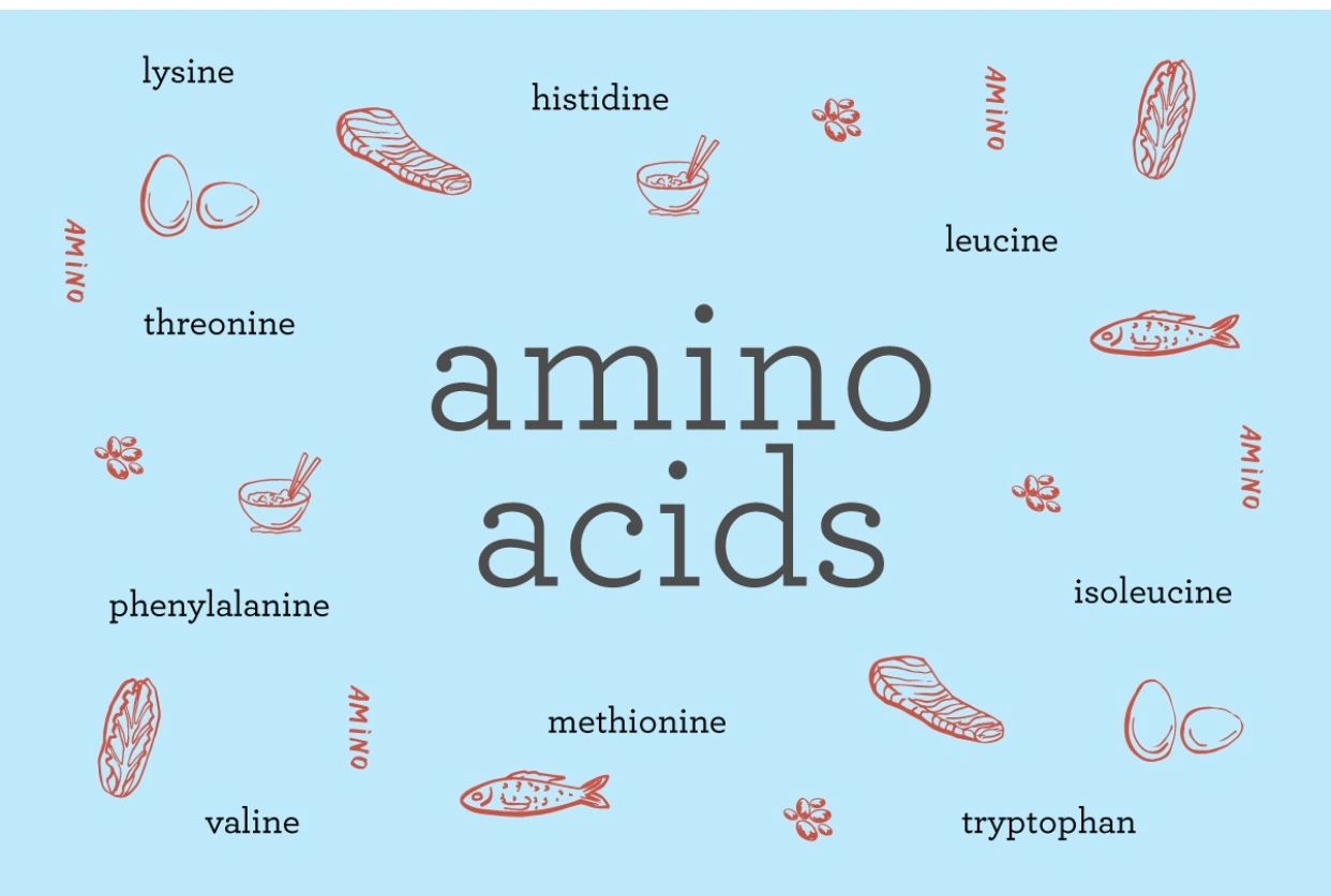 All You Need To Know About Amino Acids