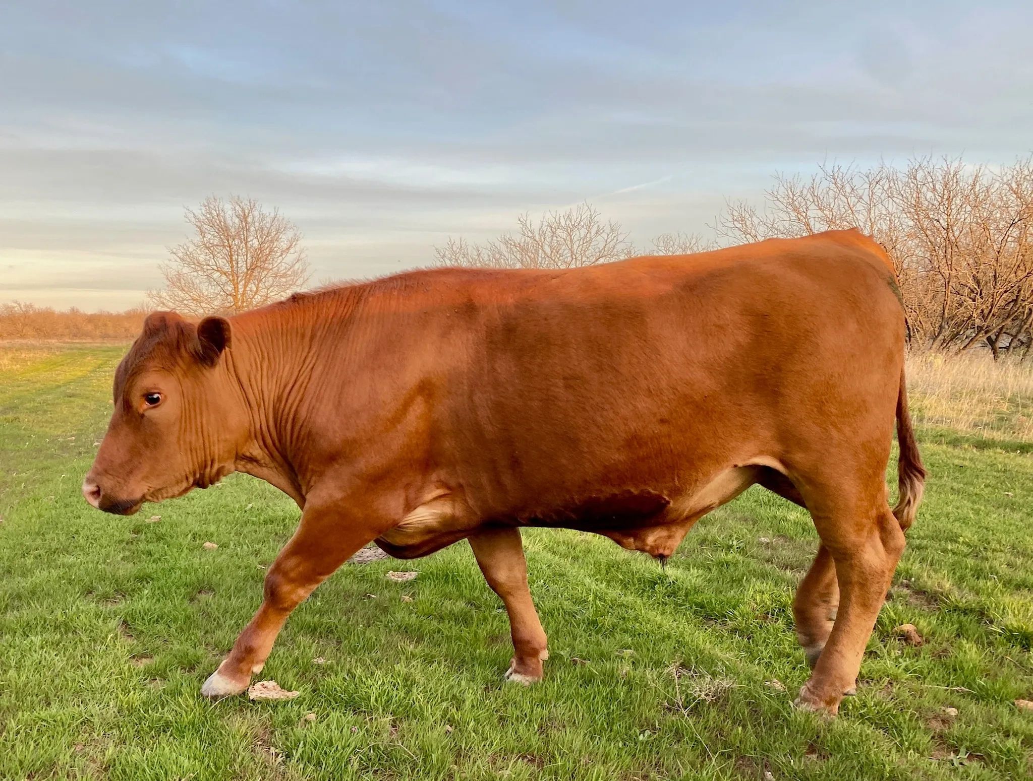 Grass Fed and Finished Beef | Pasture Raised | 7 Star Cattle Co.