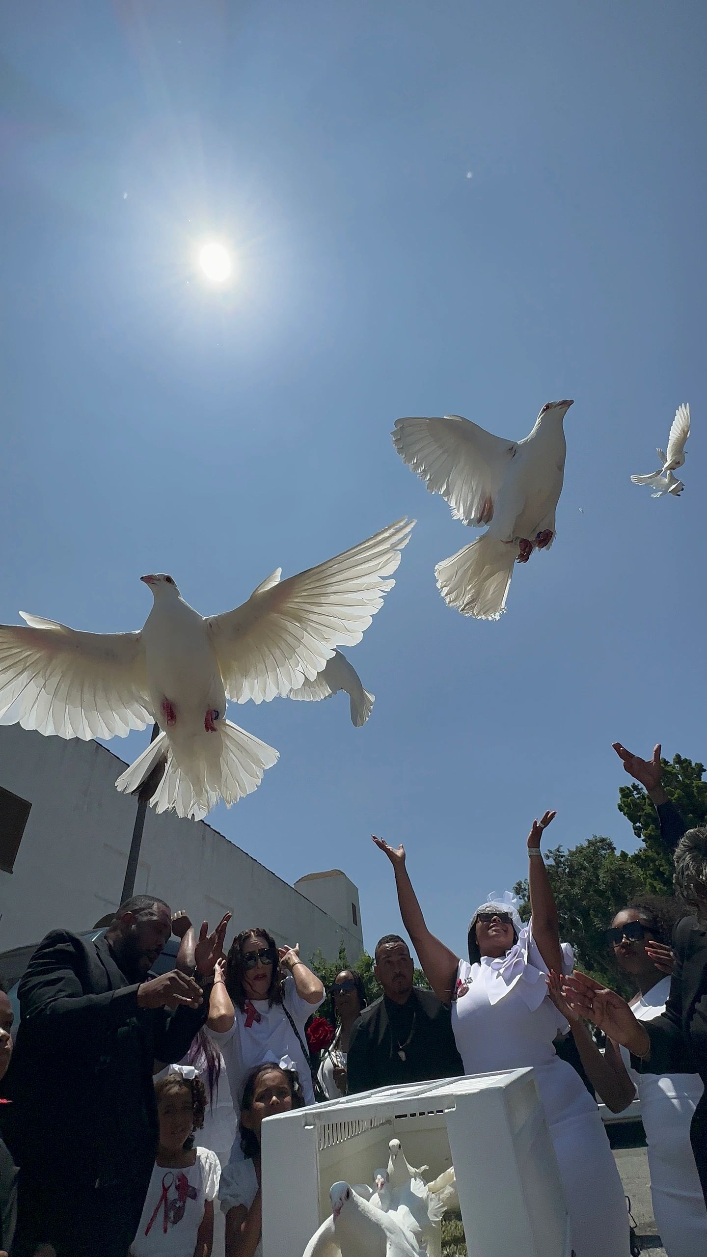 Kando White Dove Release