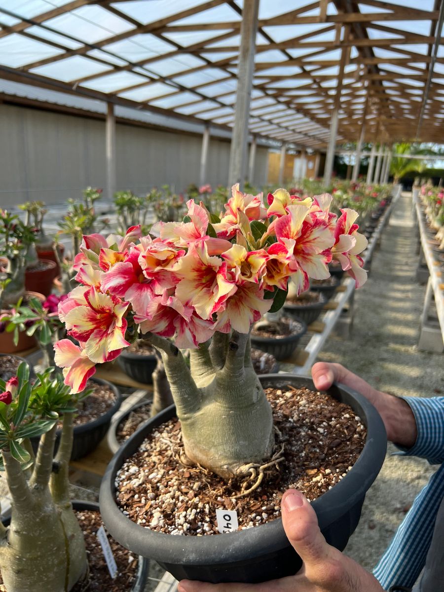 Grafted Adeniums